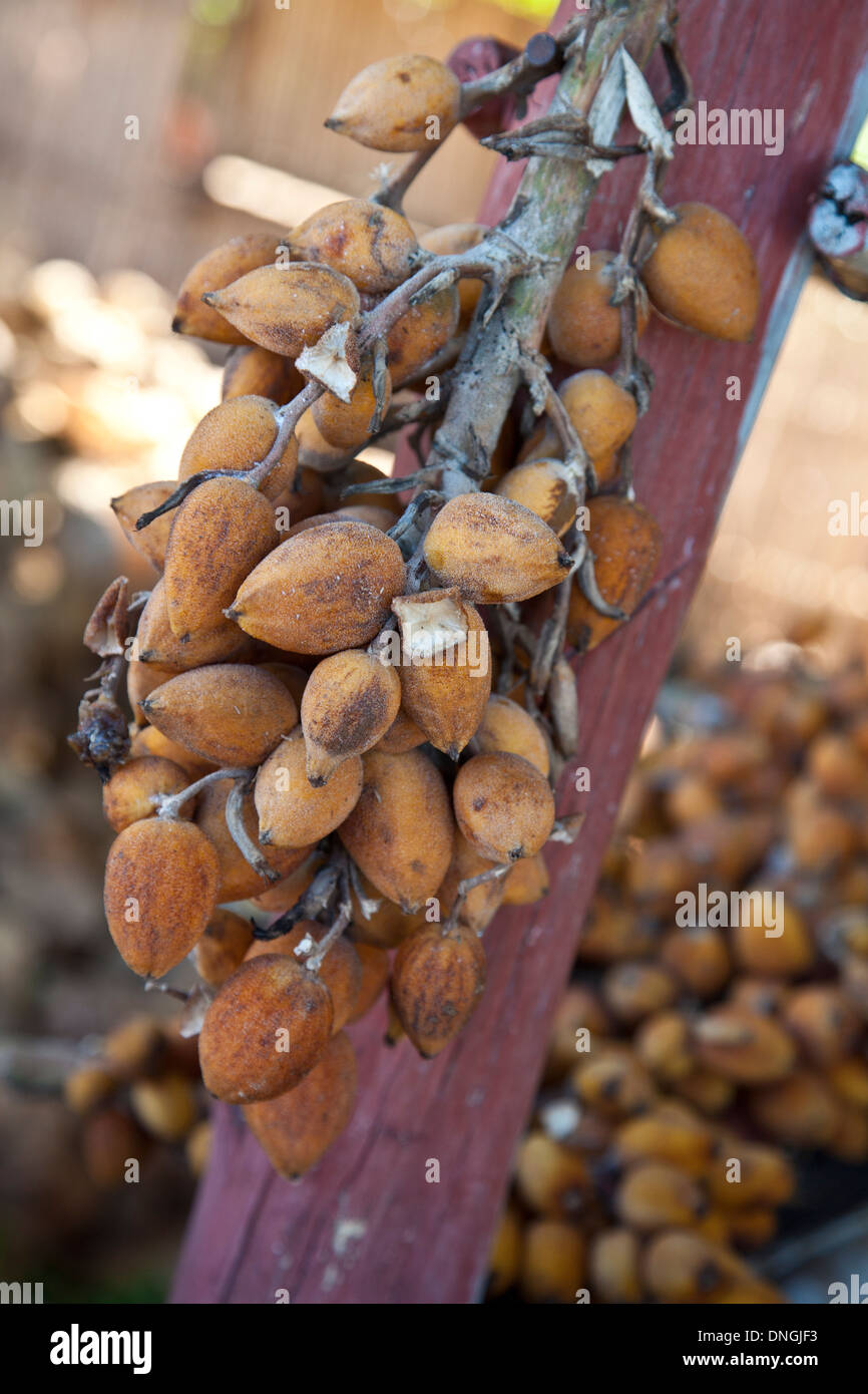 Fruit in Cuba Stock Photo - Alamy