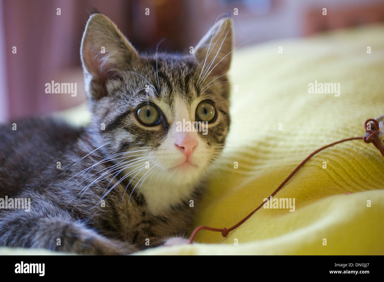 Big cat bed hi-res stock photography and images - Alamy