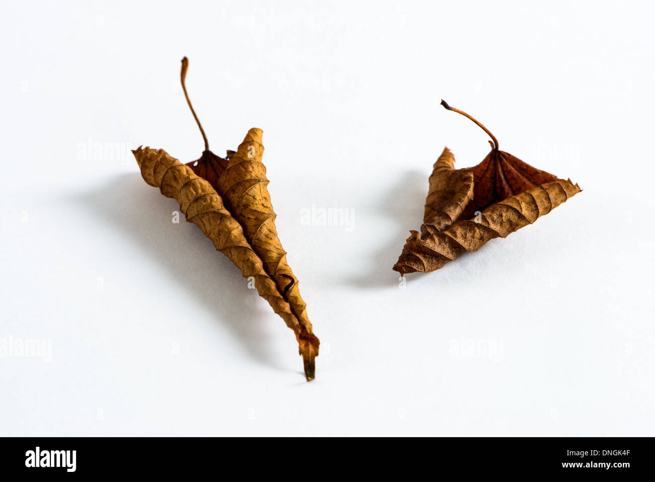 Curled leaves hi-res stock photography and images - Alamy