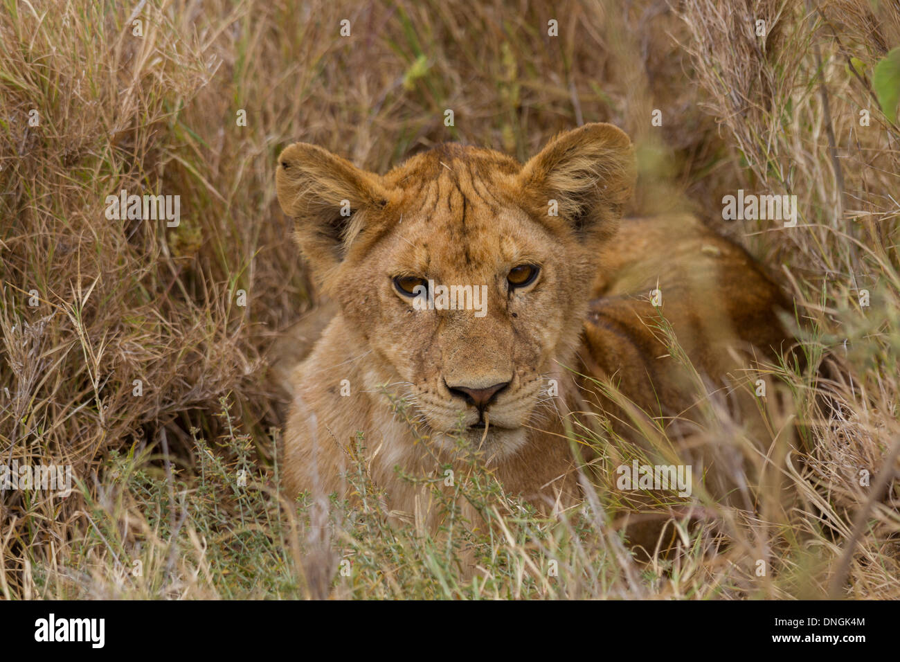 Lion at Ngorongoro National Park, Tanzania Stock Photo - Alamy