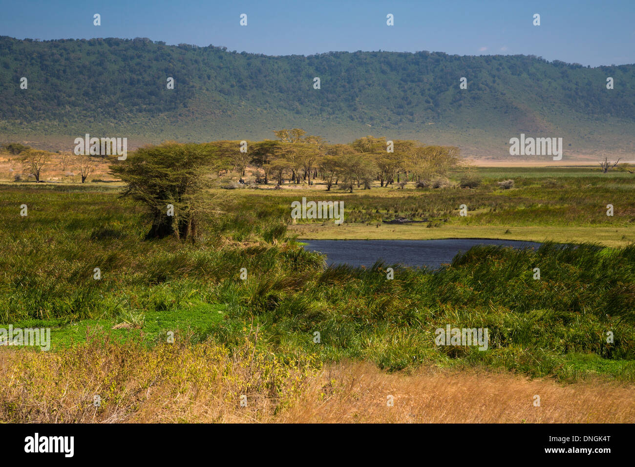Ngorongoro National Park Floor, Tanzania Stock Photo - Alamy