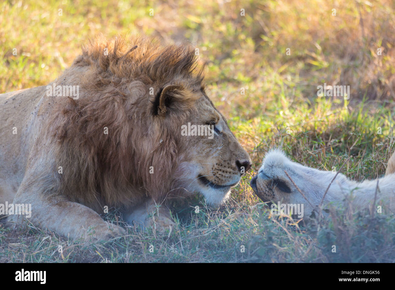 Ngorongoro national park, tanzania hi-res stock photography and images ...