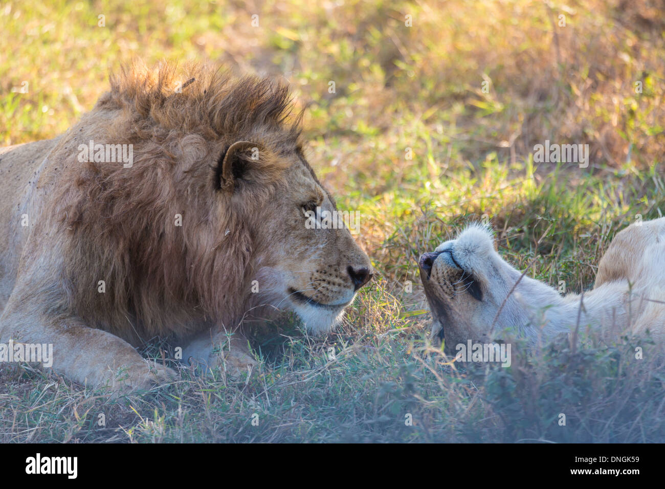 Lions in Ngorongoro National Park, Tanzania Stock Photo - Alamy