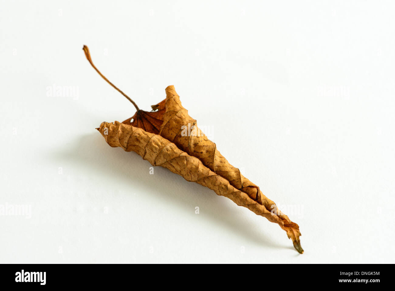 An Autumn leaf curled symmetrically and artistically but naturally to ...