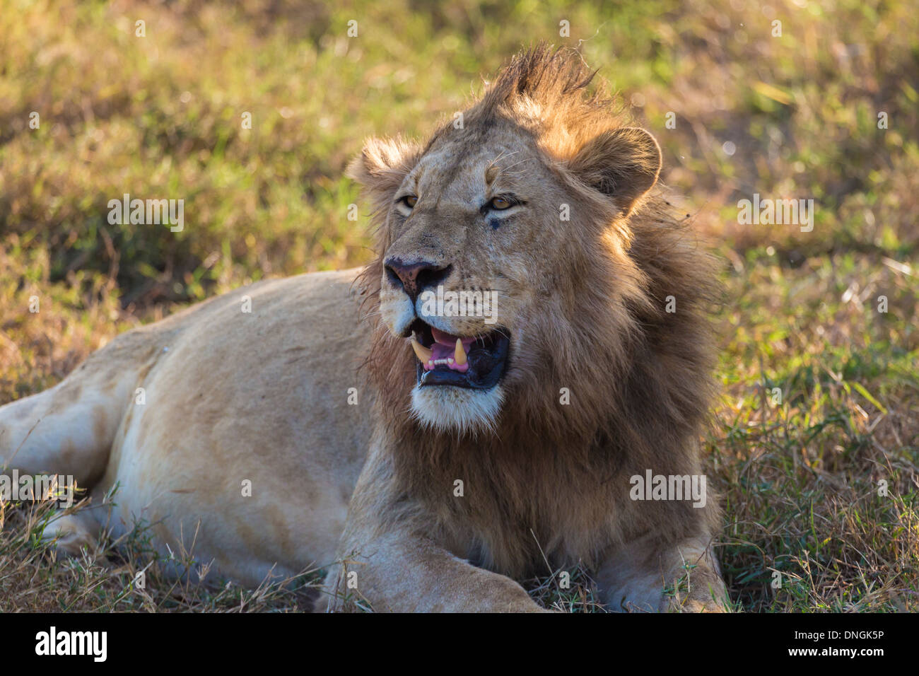 Lions in Ngorongoro National Park, Tanzania Stock Photo - Alamy