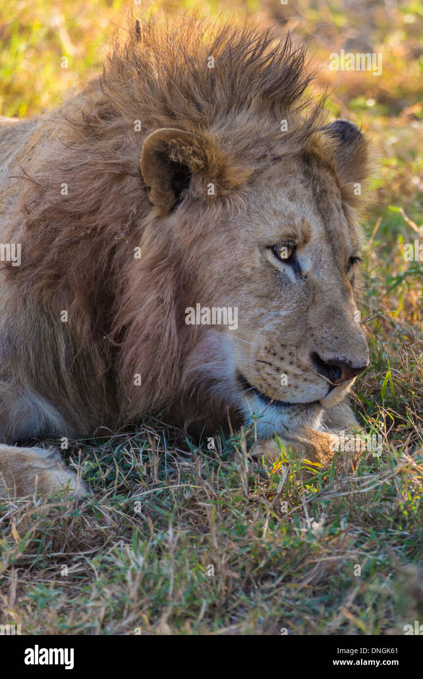 Lion in Ngorongoro Crater National Park, Tanzania Stock Photo - Alamy