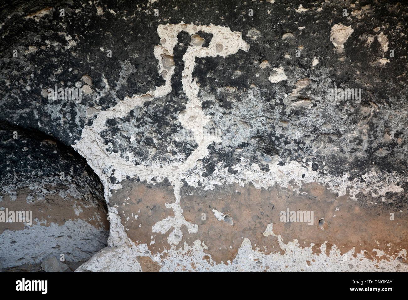 Mexico cave bird hi-res stock photography and images - Alamy