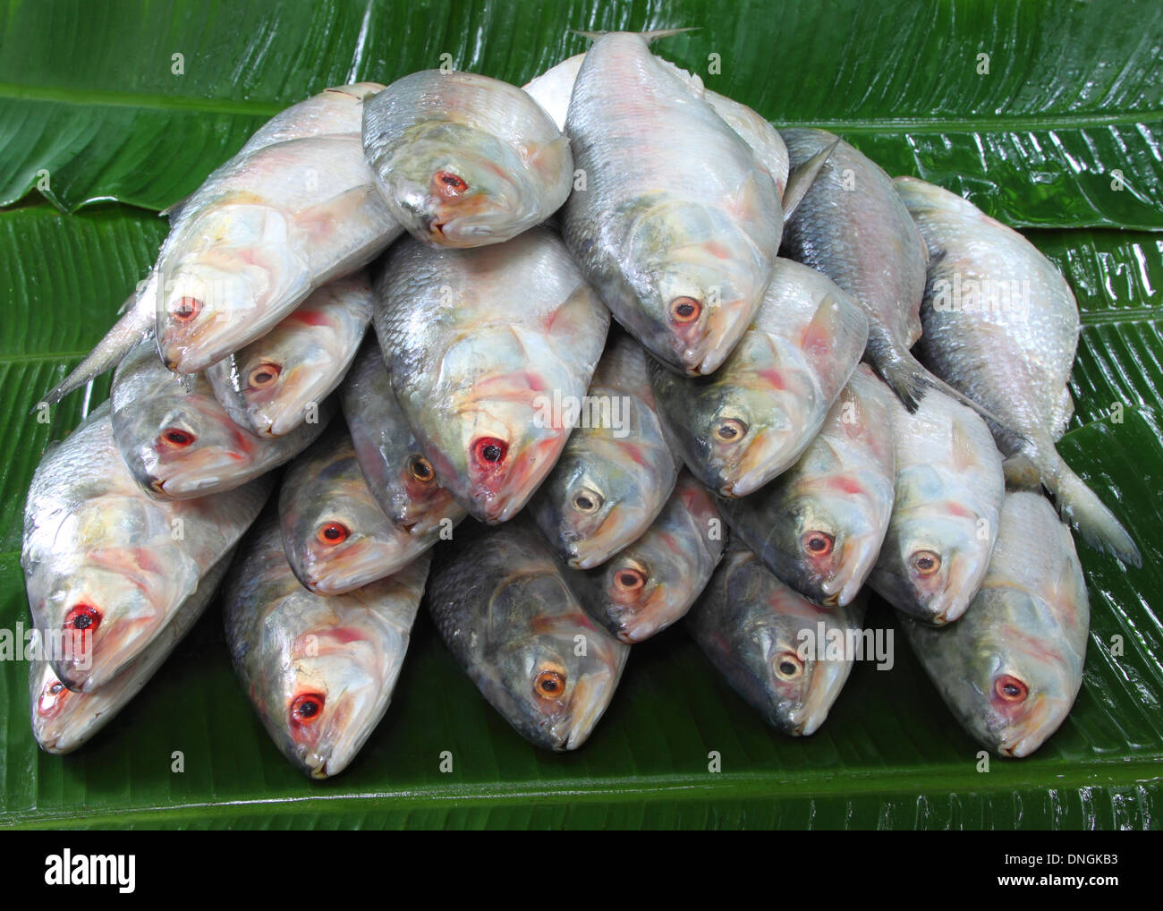 Pile of Ilish fish on banana leaves Stock Photo - Alamy