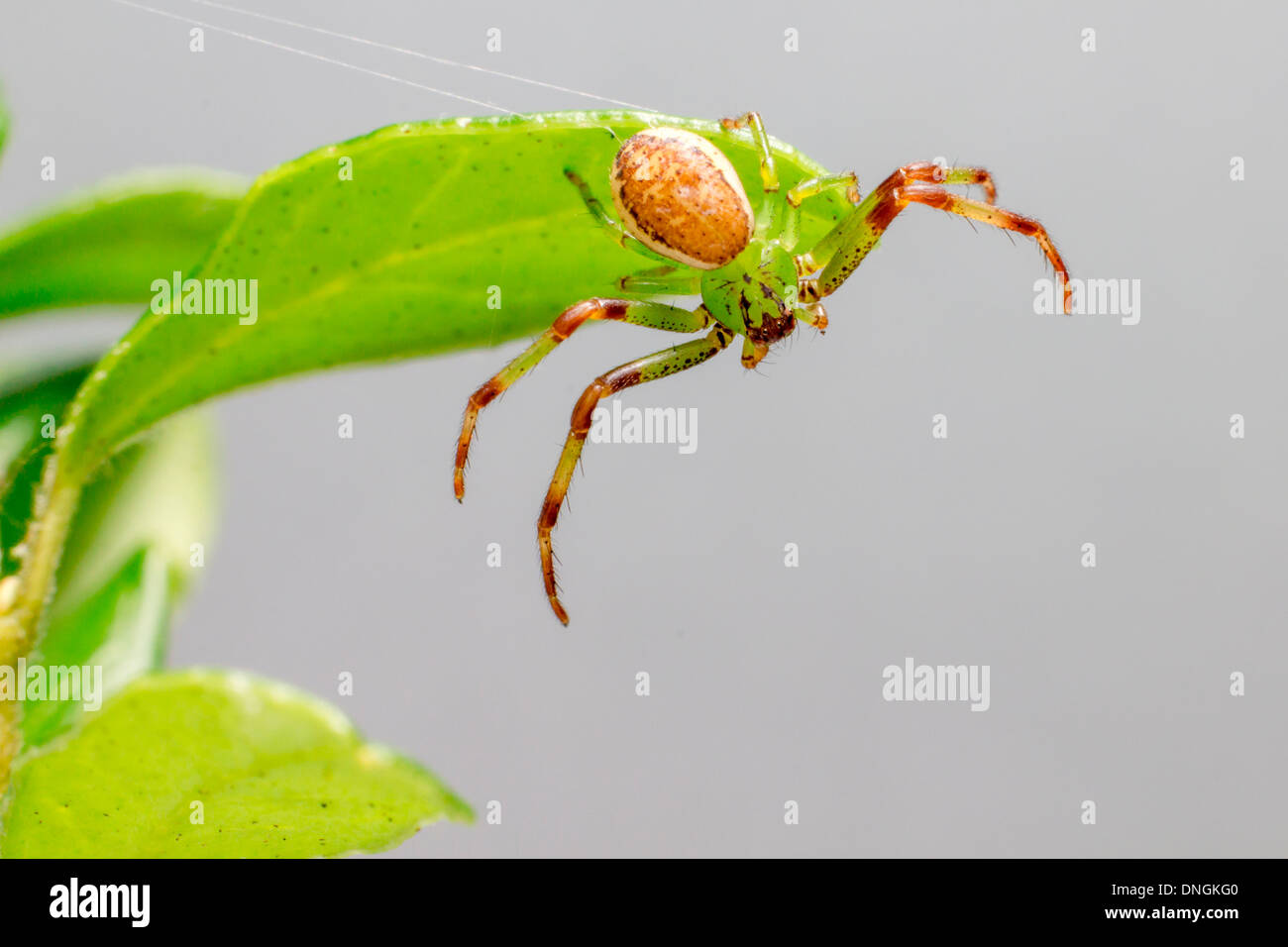 The Green Crab Spider (Diaea dorsata Stock Photo - Alamy