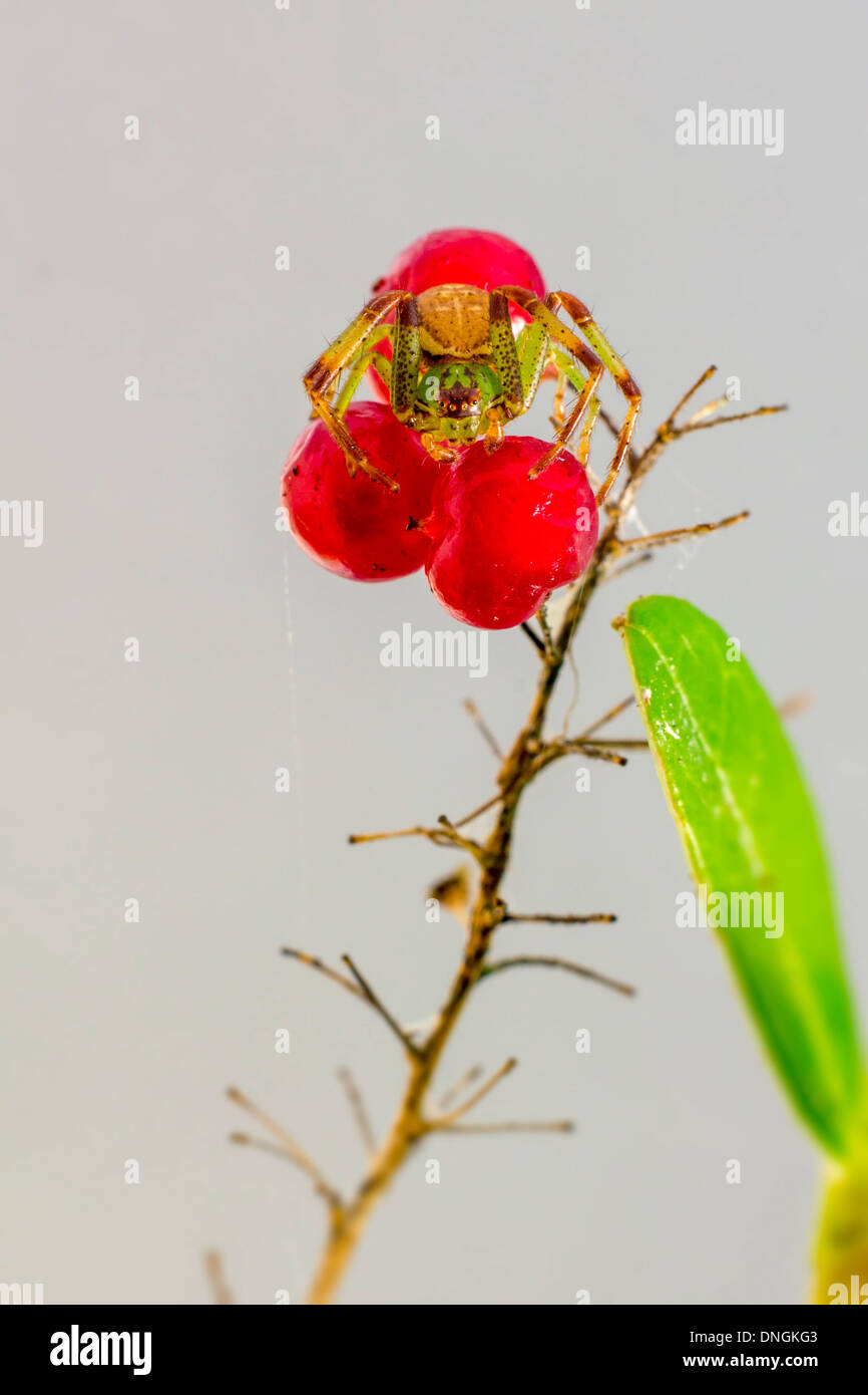 The Green Crab Spider, Diaea dorsata Stock Photo - Alamy