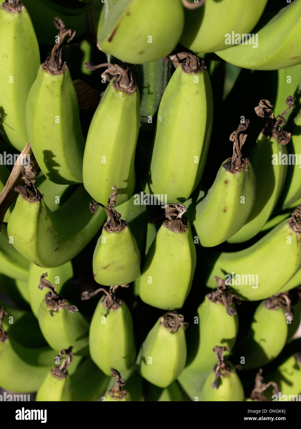 Picture of banana tree with fruit hi-res stock photography and images ...