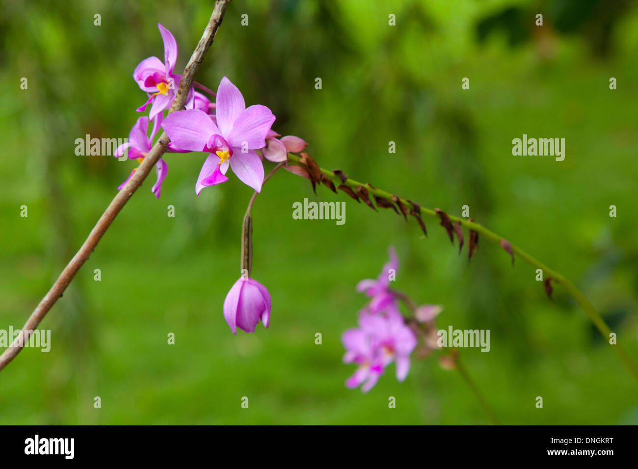 Soroa orchid botanical garden hi-res stock photography and images - Alamy