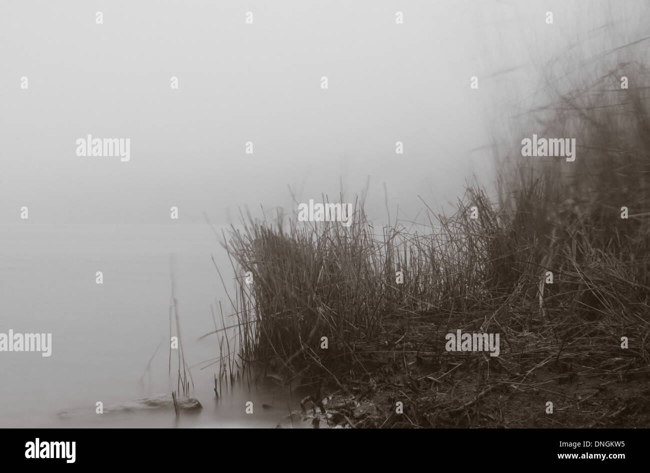 Riverside cane hi-res stock photography and images - Alamy