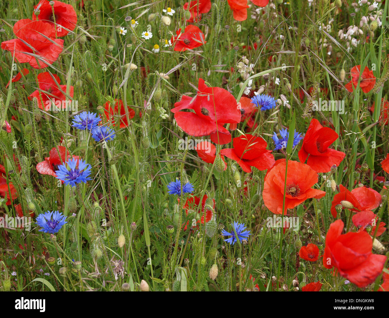 Common Poppy ( Papaver rhoeas), Cornflower (Centaurea cyanus), South ...