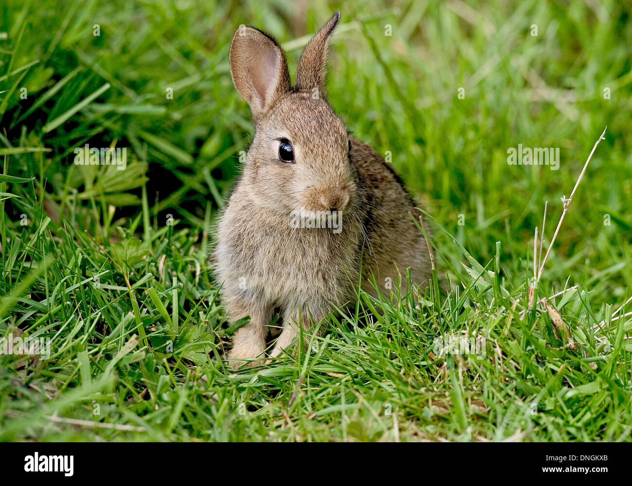 Rabbit (Oryctolagus cuniculus) baby Pulborough Brooks (RSPB Reserve ...