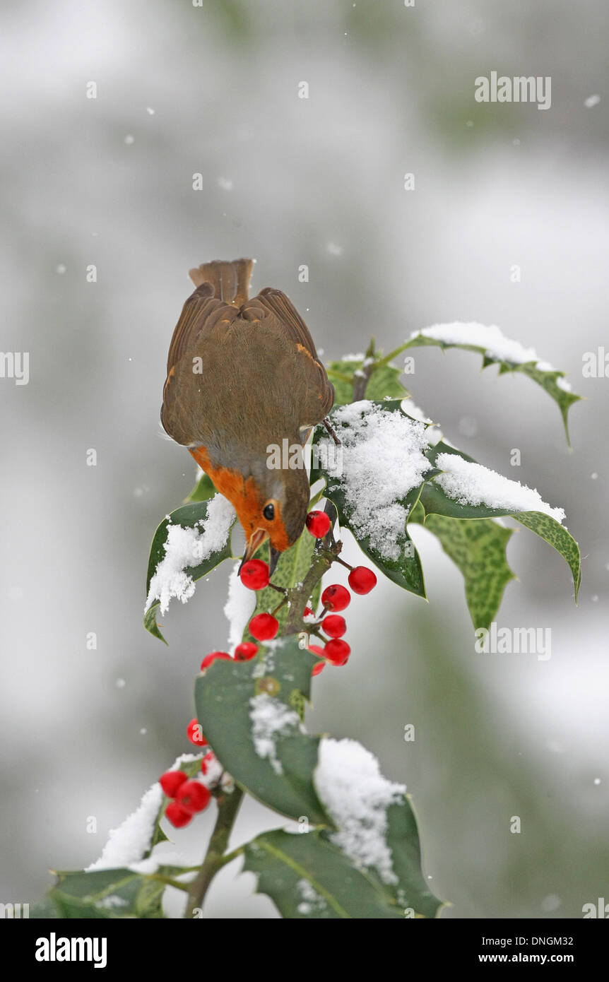 Robin eating holly hi-res stock photography and images - Alamy