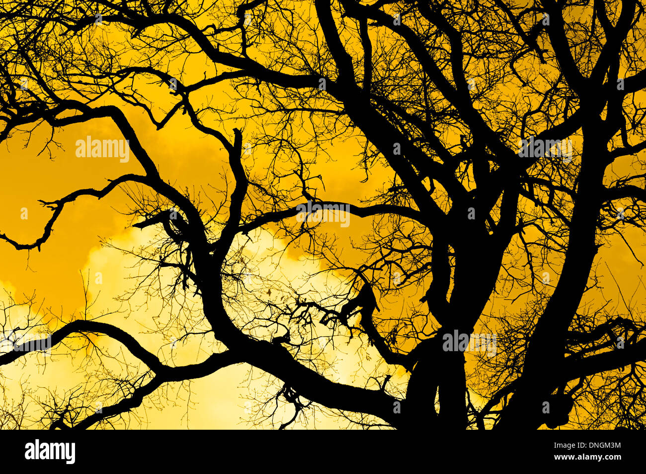 The black silhouette of tree against sunset sky Stock Photo - Alamy