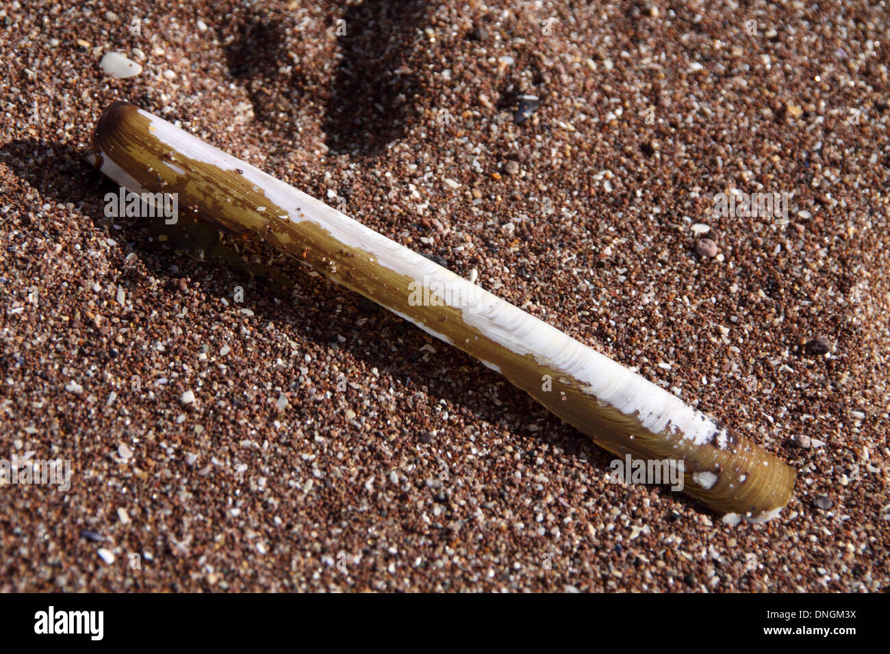 Paignton sea front hi-res stock photography and images - Alamy