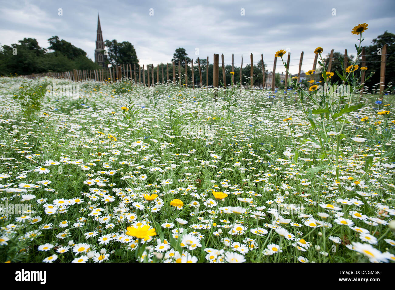 London wild meadow hi-res stock photography and images - Alamy