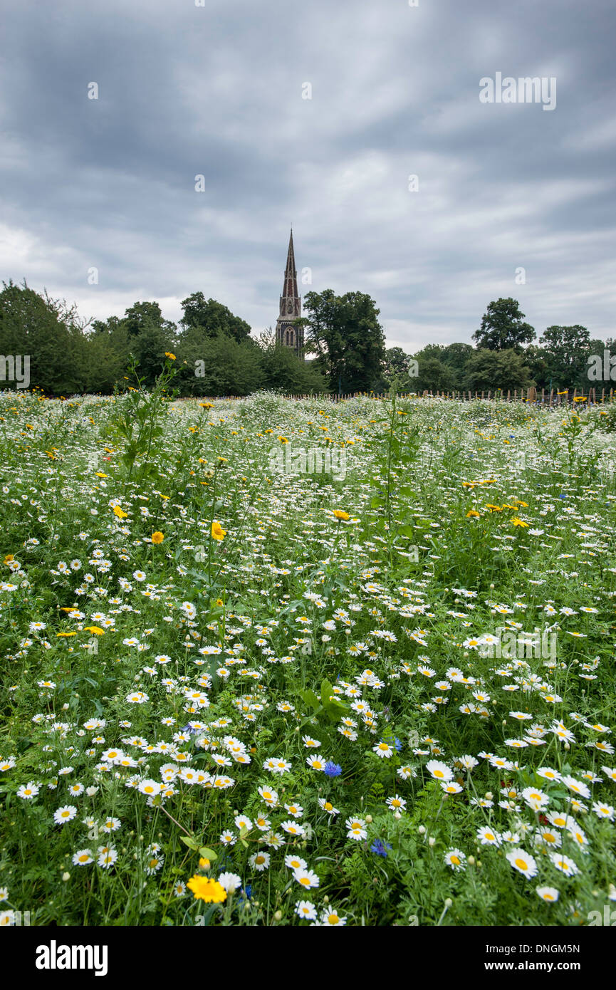 London wild meadow hi-res stock photography and images - Alamy