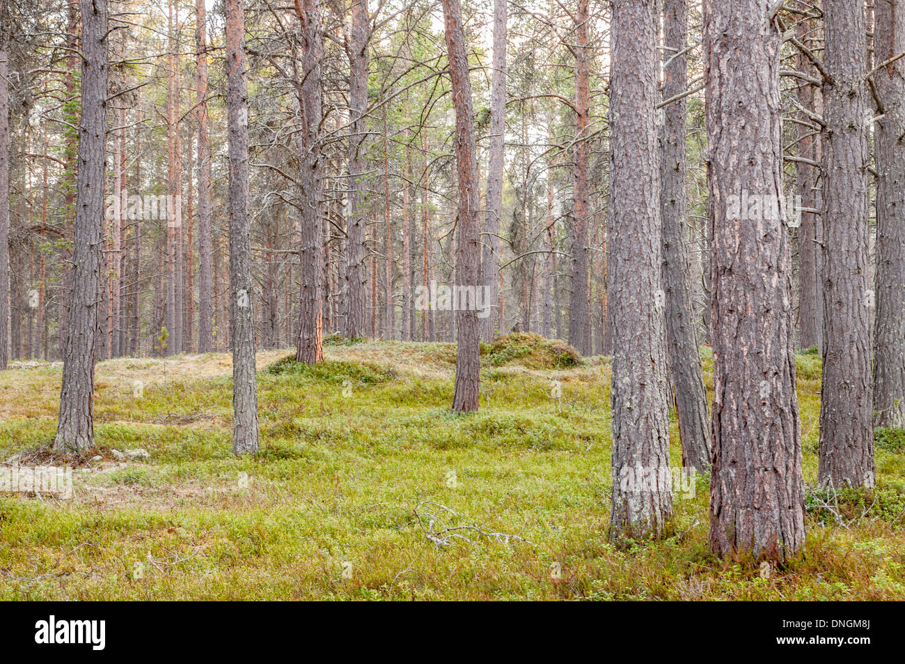 Norway pine tree hi-res stock photography and images - Alamy