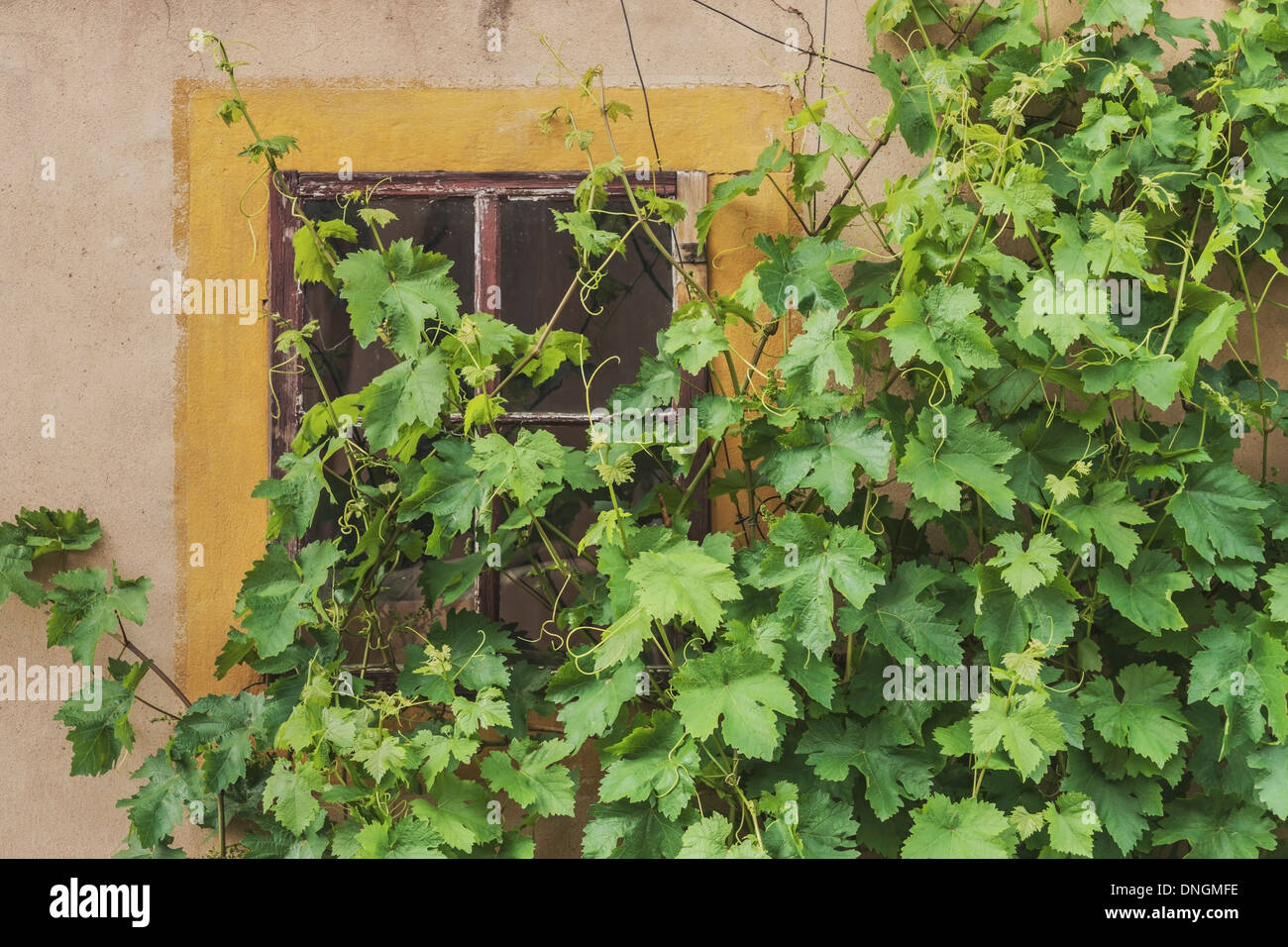 The vine and branches hi-res stock photography and images - Alamy