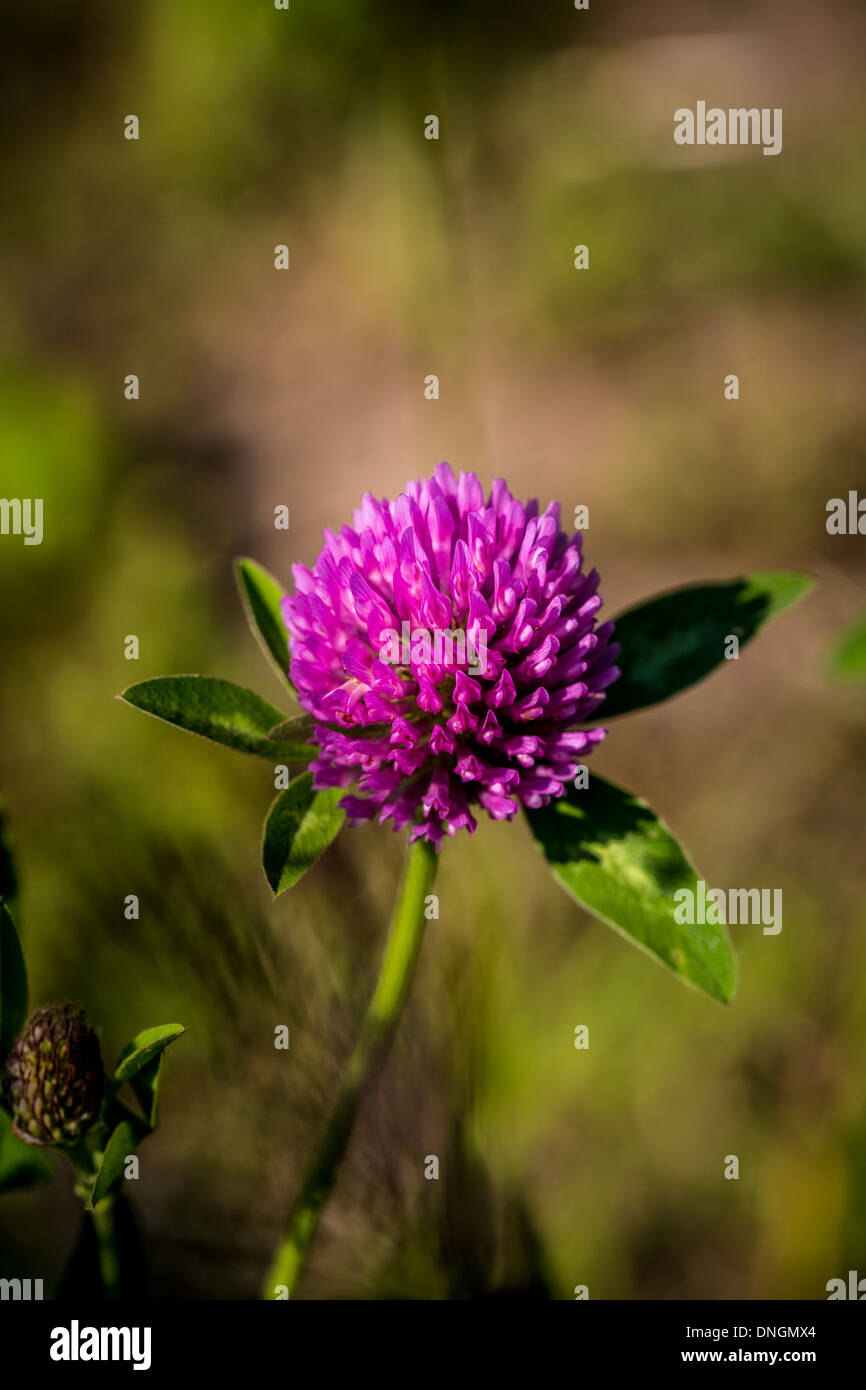 Red clover leaf closeup hi-res stock photography and images - Alamy