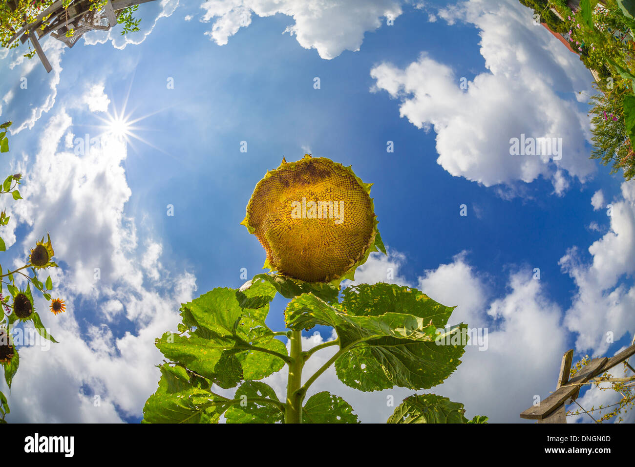 old sunflower in a garden, shoot with a fish eye Stock Photo - Alamy