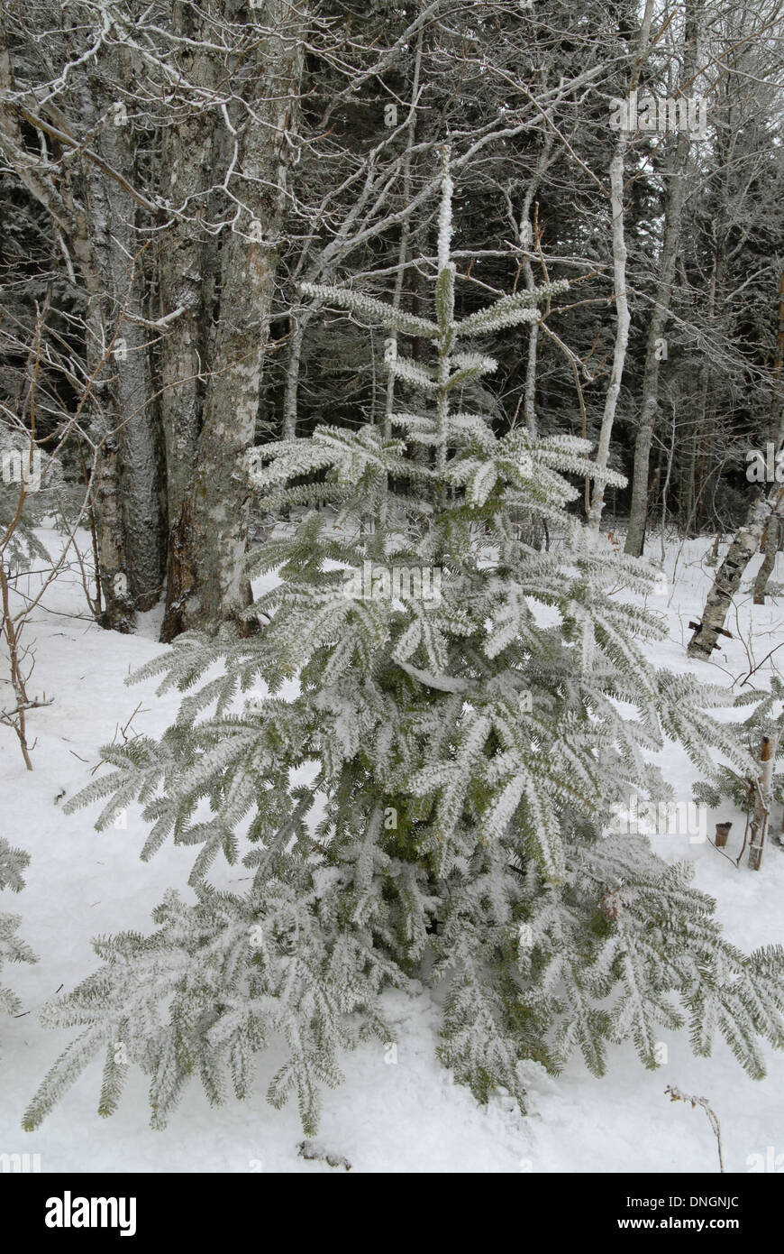 Frozen spruce tree hi-res stock photography and images - Alamy