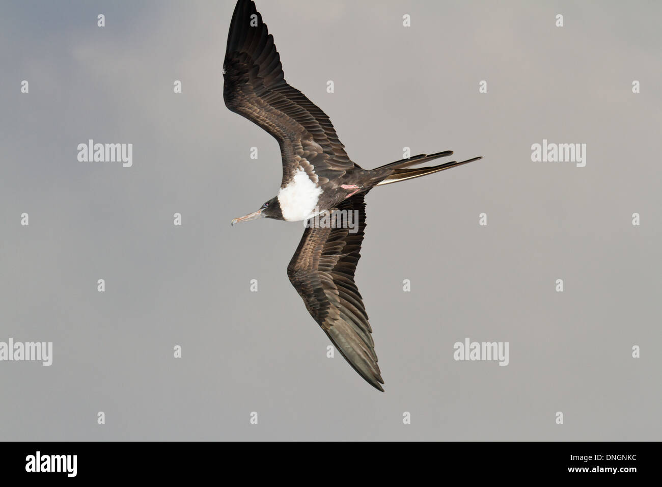 Frigate bird in flight hi-res stock photography and images - Alamy