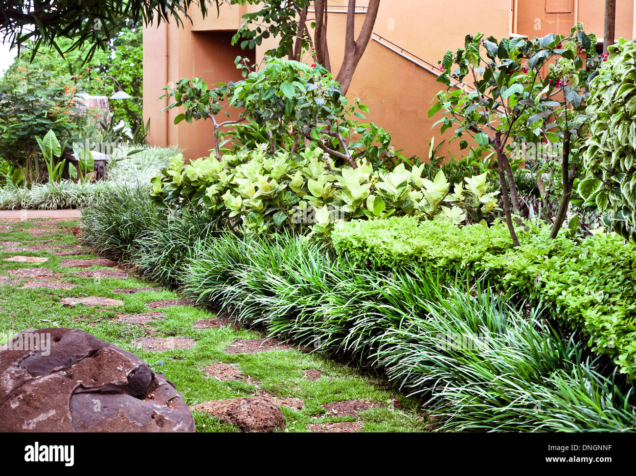 Dense tropical garden hi-res stock photography and images - Alamy