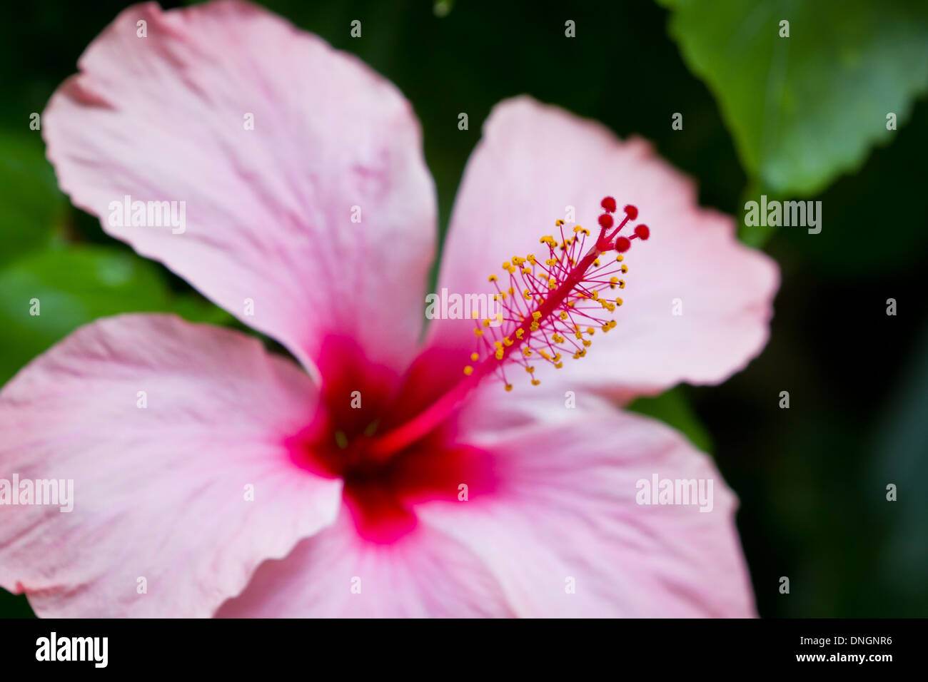 Home Decor Wall Hangings Pink hibiscus framed against late afternoon ...