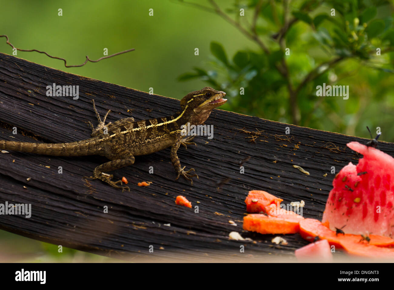 tree lizard climbing in the rain forest of Belize Stock Photo - Alamy