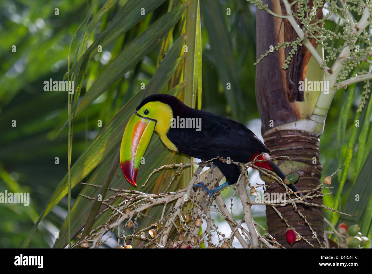 closeup of a keel billed toucan in the rainforest of Belize Stock Photo ...