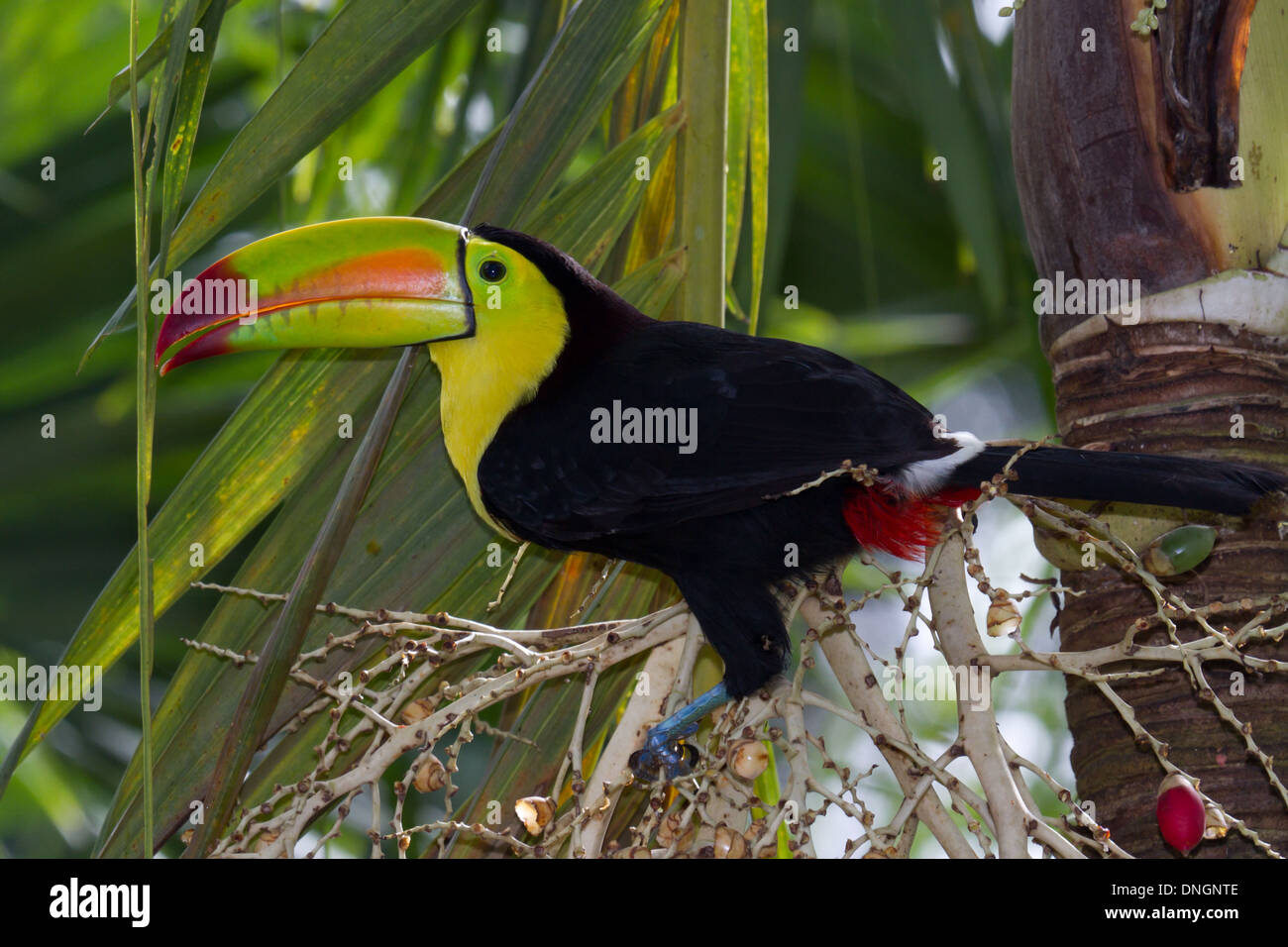 closeup of a keel billed toucan in the rainforest of Belize Stock Photo ...