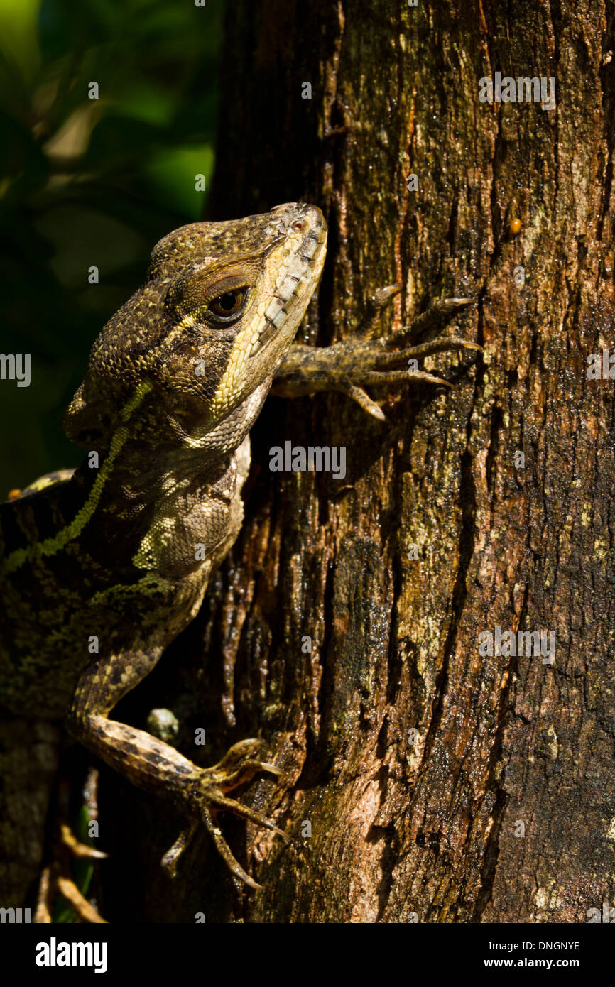 tree lizard climbing in the rain forest of Belize Stock Photo - Alamy