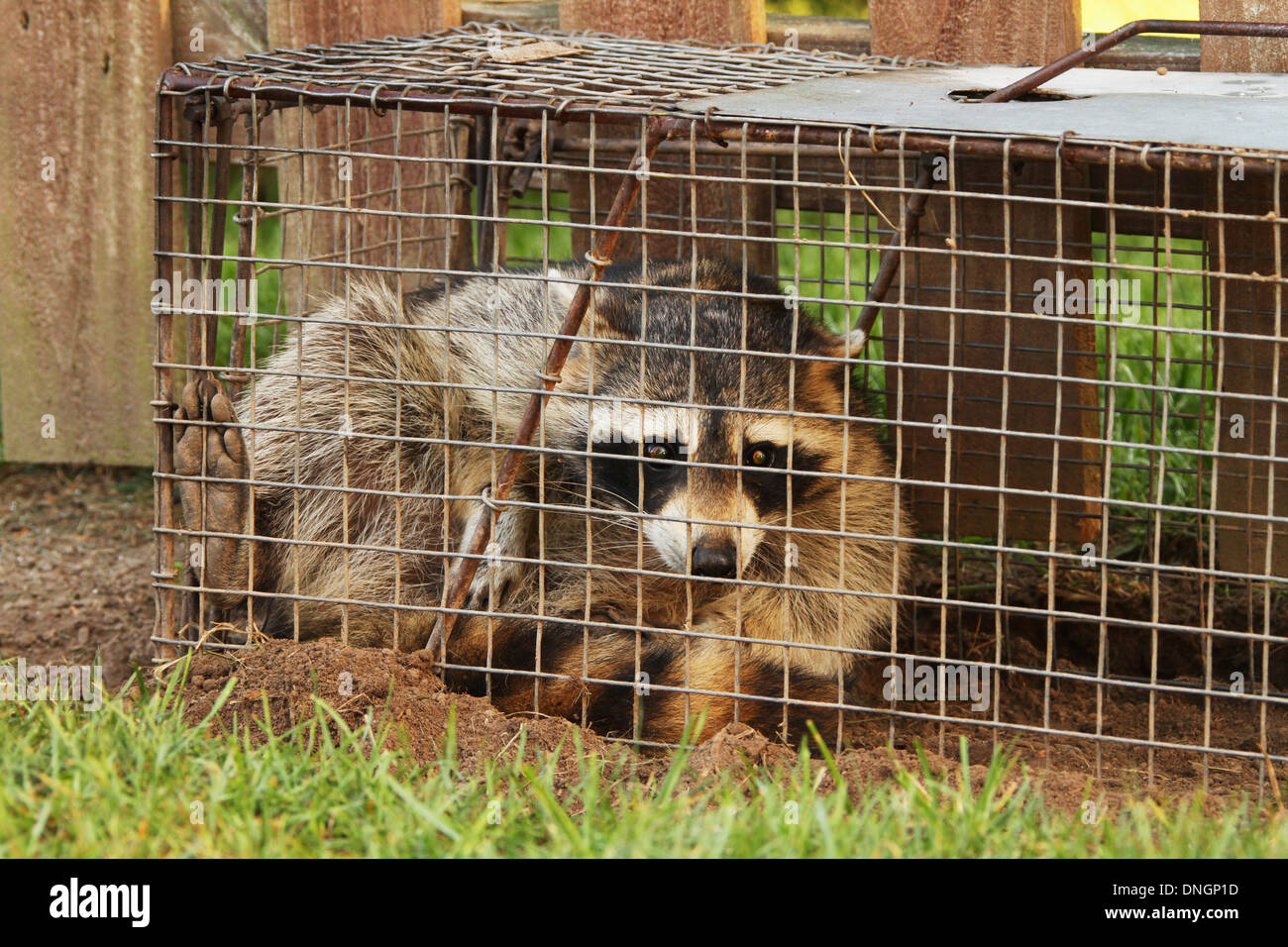 Animal trapping hi-res stock photography and images - Alamy