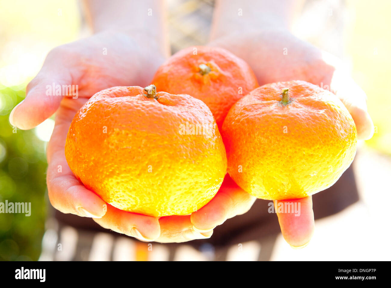 Three mandarins hi-res stock photography and images - Alamy