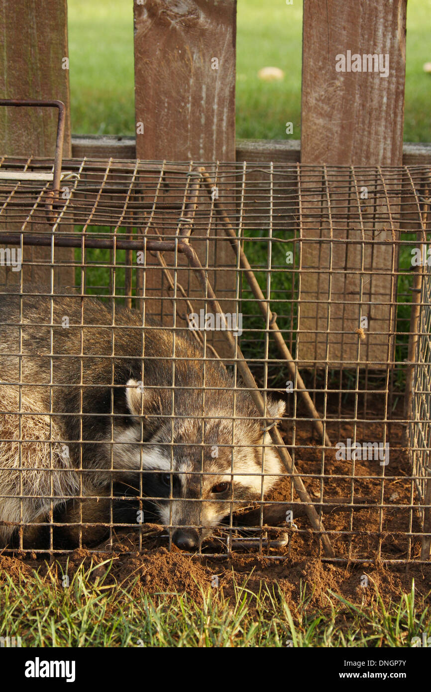 Raccoon In Live Trap. Residential neighborhood nuisance animal trapping ...