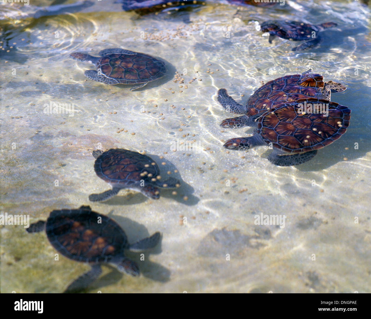 Cayman Turtle Farm, Cayman Islands Stock Photo - Alamy