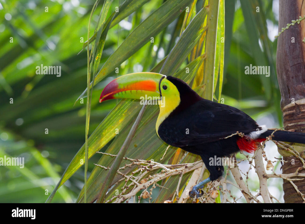 closeup of a keel billed toucan in the rainforest of Belize Stock Photo ...