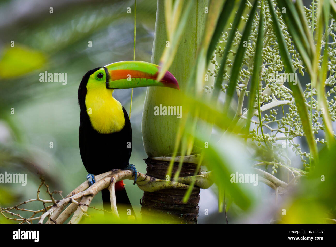 closeup of a keel billed toucan in the rainforest of Belize Stock Photo ...