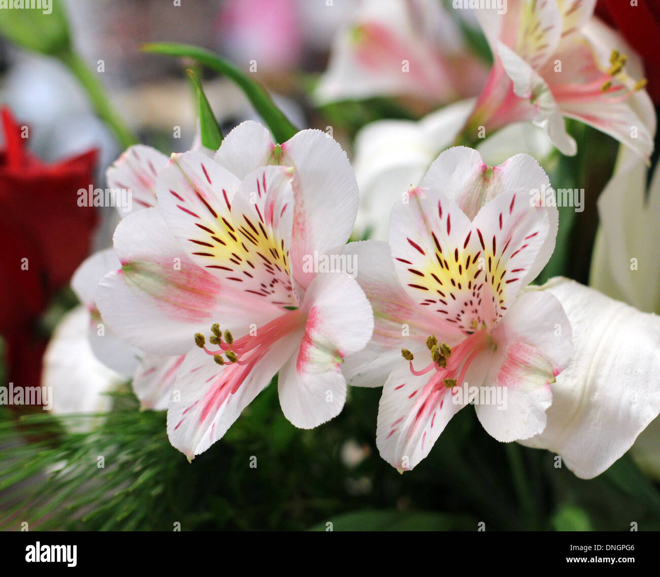 Lilies bouquet hi-res stock photography and images - Alamy