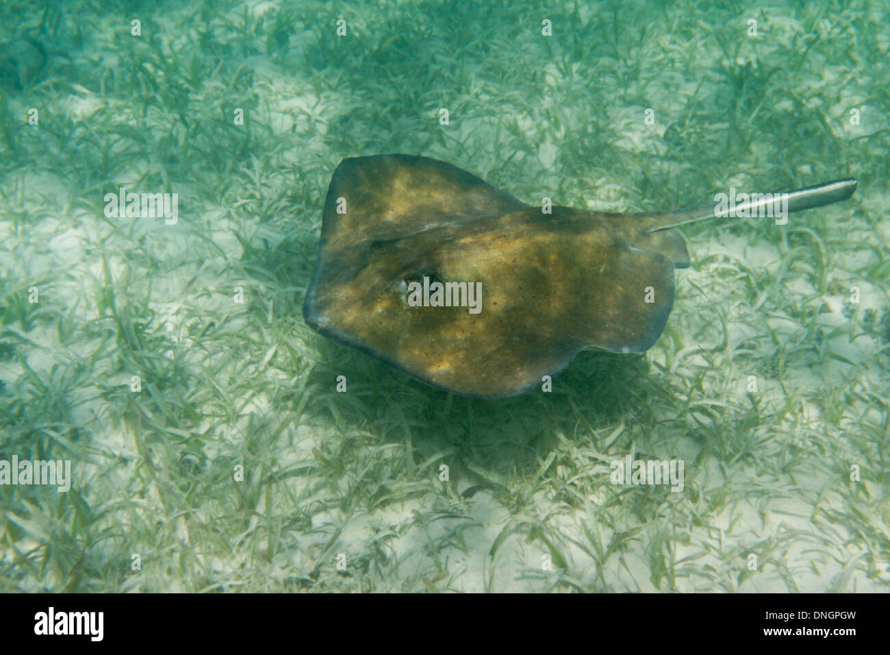 Scary stingray hi-res stock photography and images - Alamy