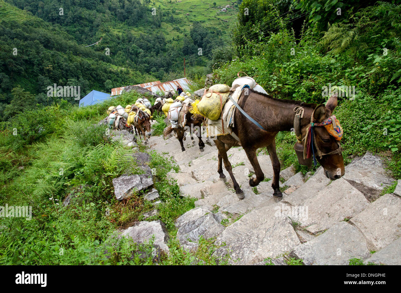 Cargo mules in the Himalaya mountains Stock Photo - Alamy