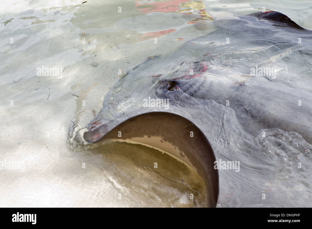 Scary stingray hi-res stock photography and images - Alamy