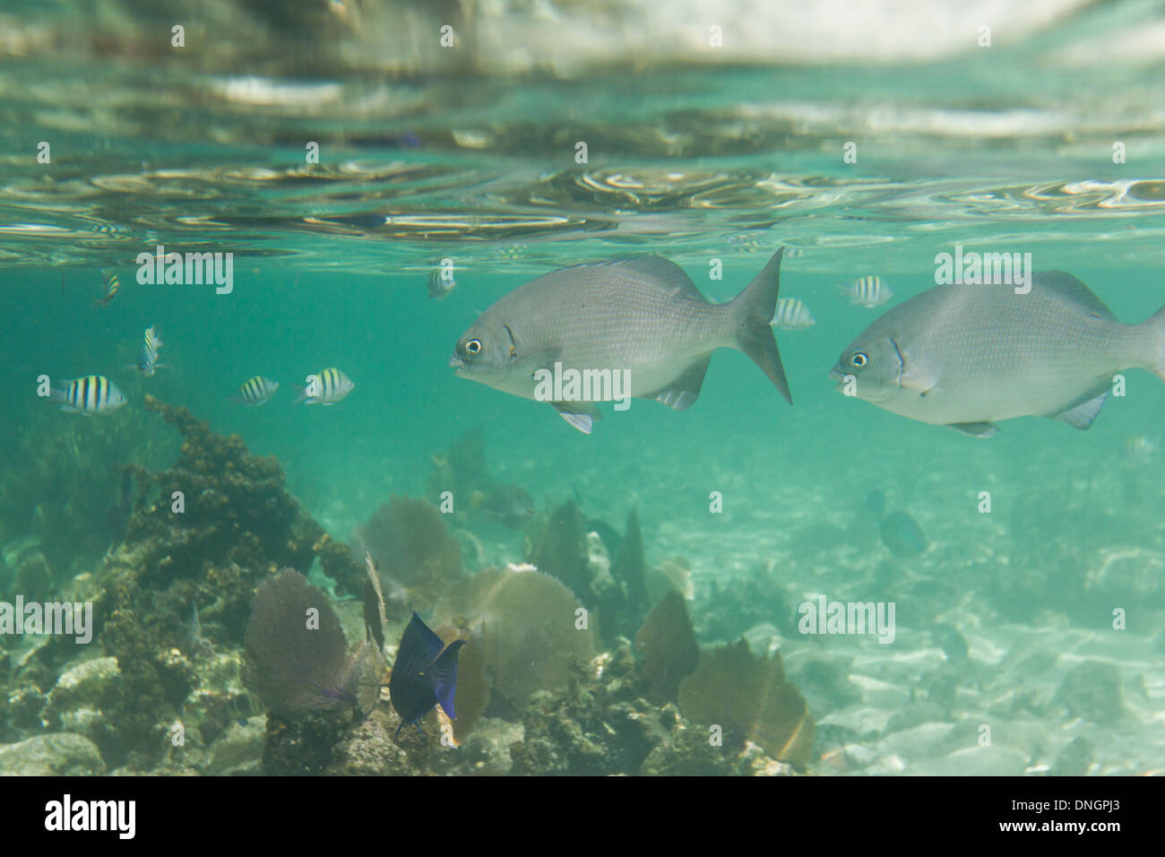 underwater close up of a silver fish in the coast of Belize Stock Photo ...
