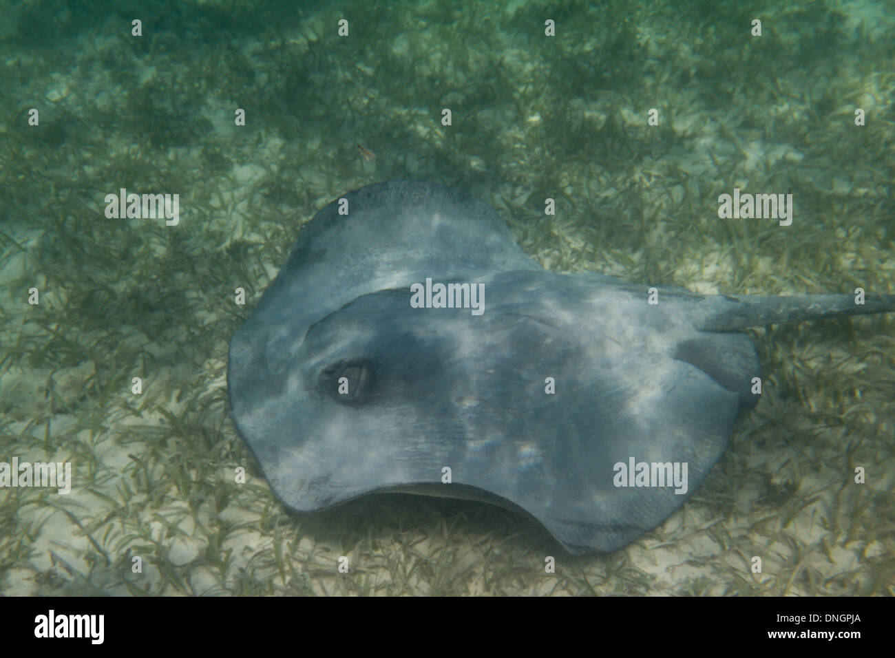 underwater close up of a sting ray of the coast of Belize Stock Photo ...