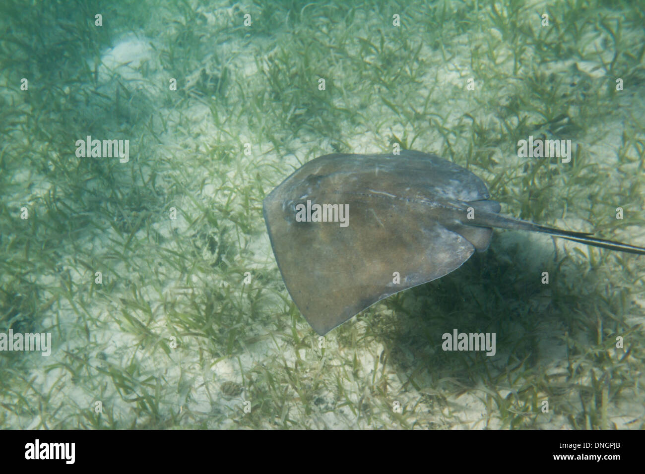 Scary stingray hi-res stock photography and images - Alamy