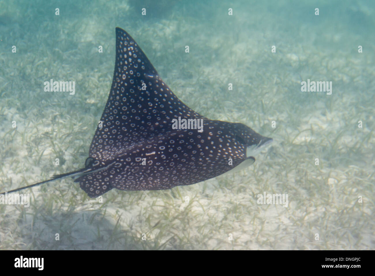Scary stingray hi-res stock photography and images - Alamy